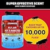 Amazon.com : Catchmaster Reusable Fly Traps Outdoor Jar 3-Pack, Bug ...