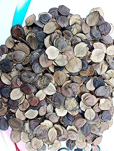 Parijat Flower Seed : Amazon.in: Garden & Outdoors
