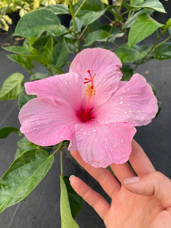 Cloud Farm Rare Chemparathi Plant Exotic Hibiscus 'PINK Color ' 1 ...