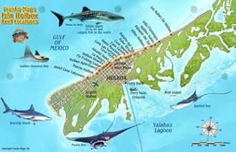 Isla Holbox Mexico Map & Reef Creatures Guide Franko Maps Laminated ...