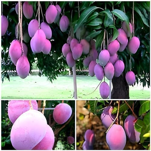 "ORIGINAL JAPANESE MIYAZAKI MANGO"Grafted hybrid Healthy Live plant ...