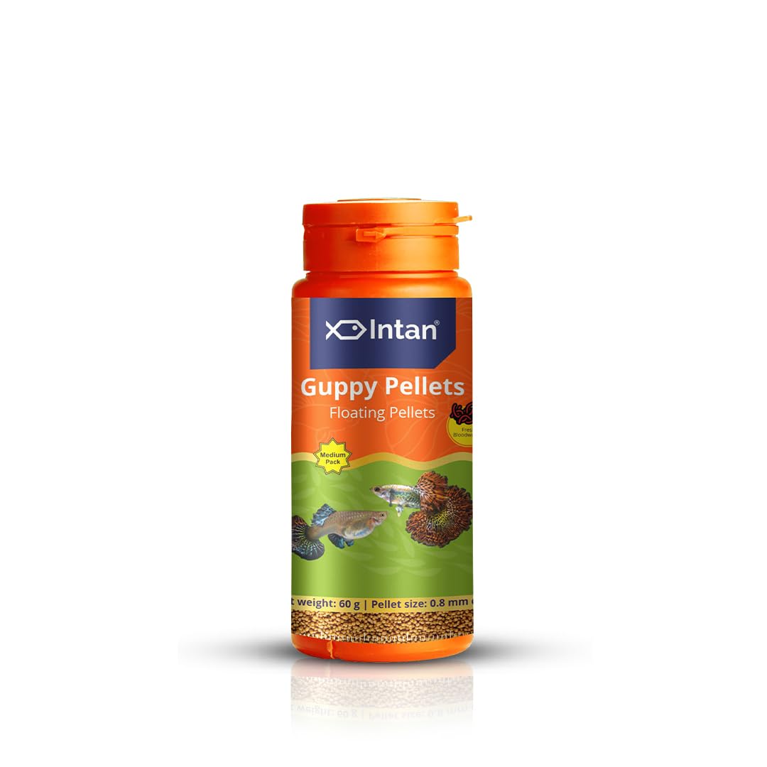 Intan Aquatic Guppy Fish Food | Floating Pellet For Health And Growth ...
