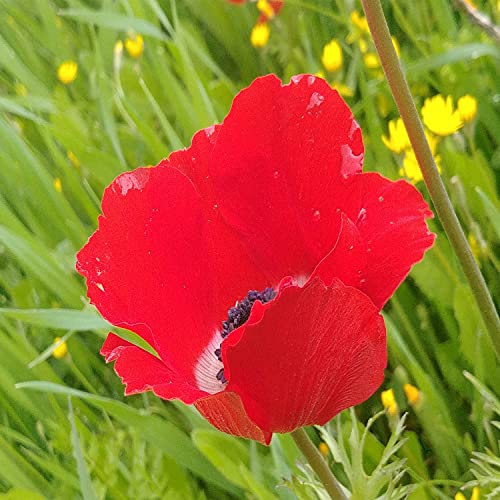 i'm sorry de Ellie P en Amazon Music Unlimited