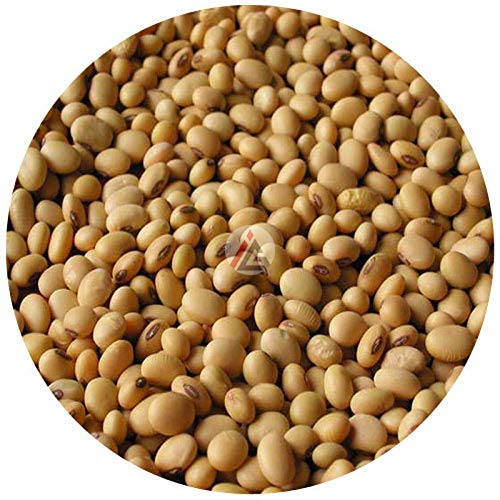 Soya Bean Seeds (Soybeans) - 1Kg : Amazon.com.au: Pantry Food & Drinks