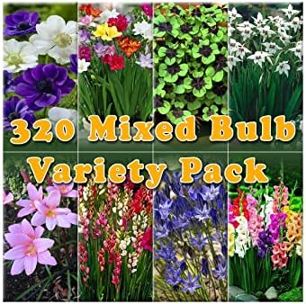 Summer Flowering Bulb Mixed Pack 320 Bulbs 8 Varieties Summer Long ...