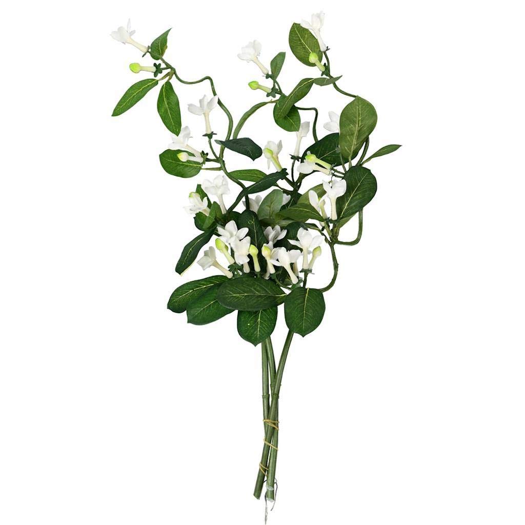 Colored Stephanotis