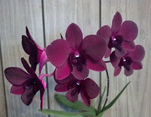 M-Tech Gardens Rare Dendrobium Orchid Airy Crimson 1 Small Healthy Live ...