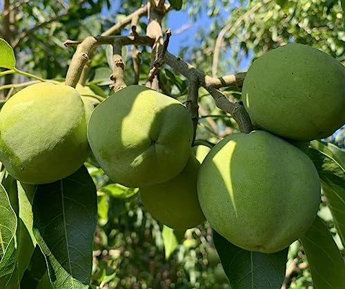 White Sapote - How to grow & care