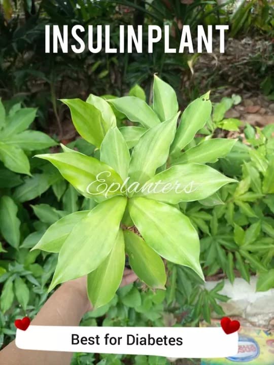 Cloud Farm Live Insulin Plant/Costus Igneus Plant For Diabetes ...