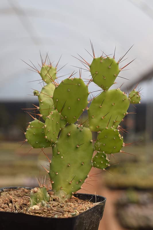Trendygreens Nagphani/Nagfani Cactus Live Plant : Amazon.in: Garden ...