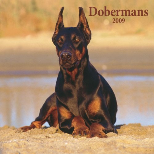 Dobermans 2009 Square Wall Calendar: BrownTrout Publishers Inc ...