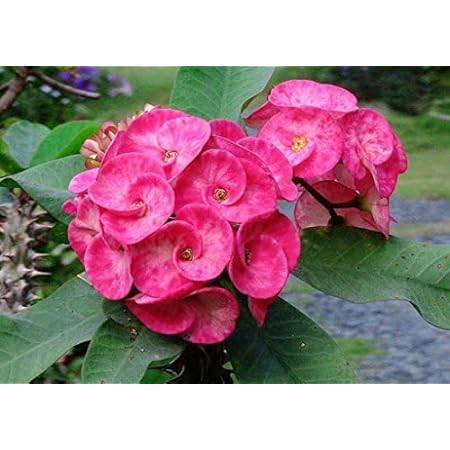 Amazon.com : MITRAEE Fresh 100 pcs Euphorbia Milii Middle Flower Seeds ...