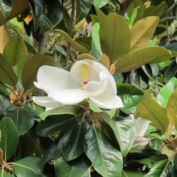 Him Champa Southern Magnolia Grandiflora Fragrant Flower Live Plant For ...