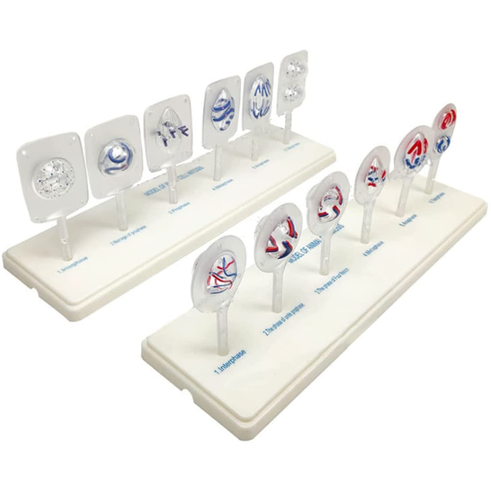 Plant Cell Mitosis Model Animal Cell Meiosis Model Biology Teaching ...