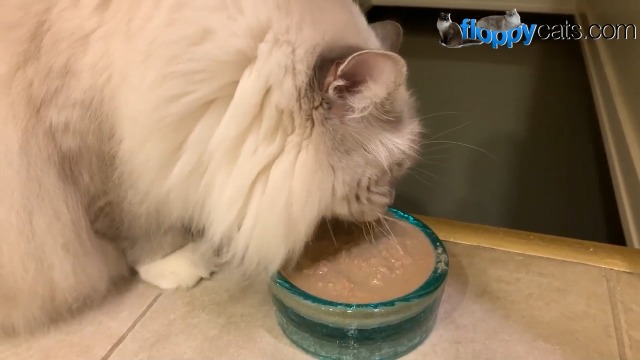 Watch Caru Cat Food in a Box Product Review on Amazon Live