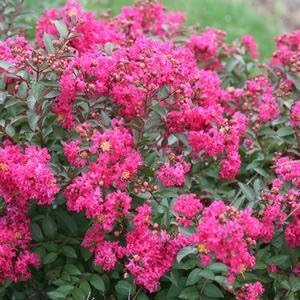Amazon.com : Lagerstroemia-Infinitini-Watermelon - QT Pot (Shrub ...