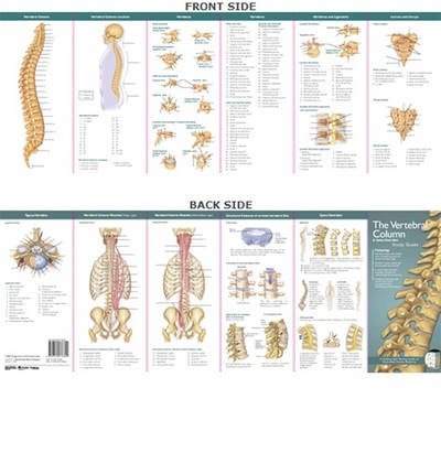 Anatomical Chart Company's Illustrated Pocket Anatomy: The Vertebral ...