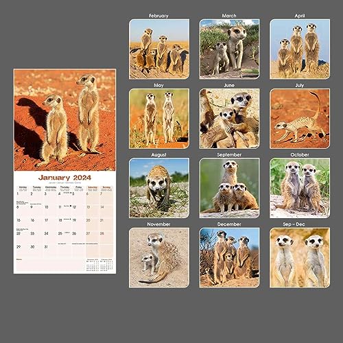 Snapklik.com : 2023 2024 Meerkats - African Wildlife Monthly Wall ...