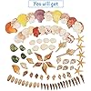 Amazon.com: Seashells 13 Kinds of Shells 100 PCS Mixed Ocean Beach ...