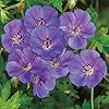 Amazon.com : Rozanne Hardy Geranium Dormant Bare Root Perennial Roots ...