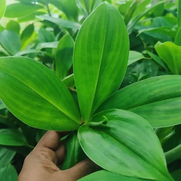 Original Insulin Live Plant for Diabetes/Live Medicinal/Costus Igneus ...