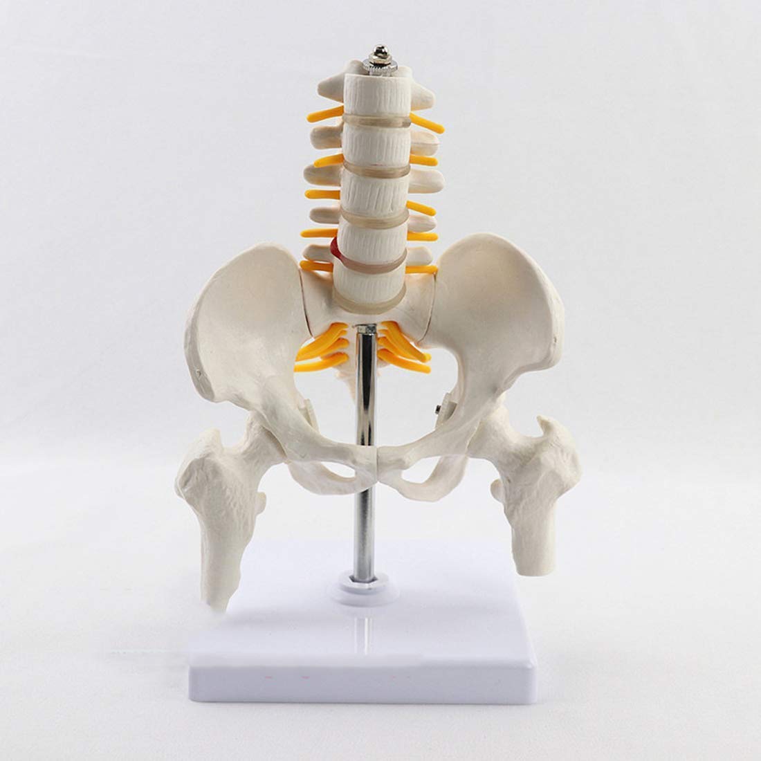 Buy Pelvic Model Medicine Educational Model Human Cervical Spinal ...