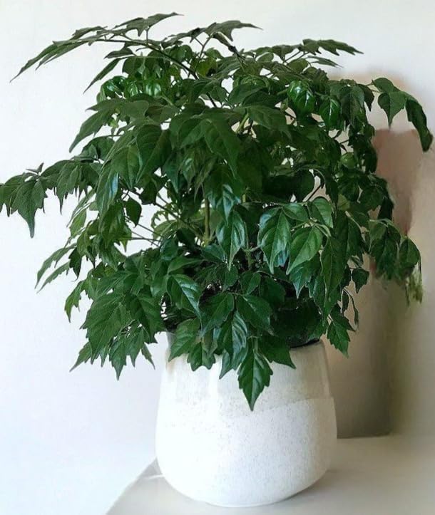 Attractive Evergreen Live China Doll Plant Radermachera Sinica Indoor ...