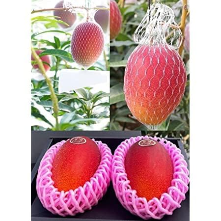 RADHA RANI PLANT HOUSE - Testy & Sweet Live Miyazaki Eggs Of Sun Mango ...