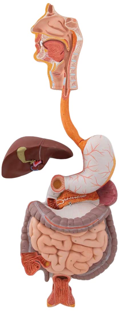 3B Scientific K21 Digestive System, 3 Part + free anatomy software - 3B ...
