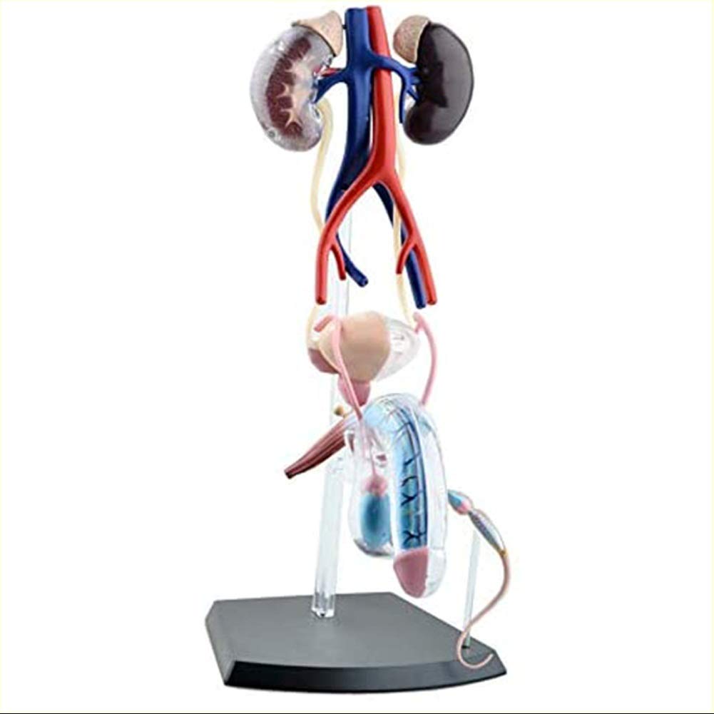 Buy Human Male Reproductive Anatomy Model, Detachable 25 Units Medical ...