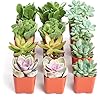 Amazon.com : Shop Succulents Assorted Succulent Plant Pack Collection ...