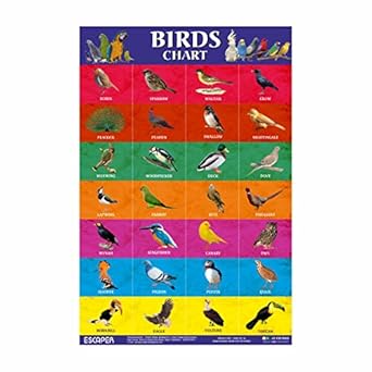Buy ESCAPER Birds Picture Chart for Kids learning (11.5 x 17.5 inches ...