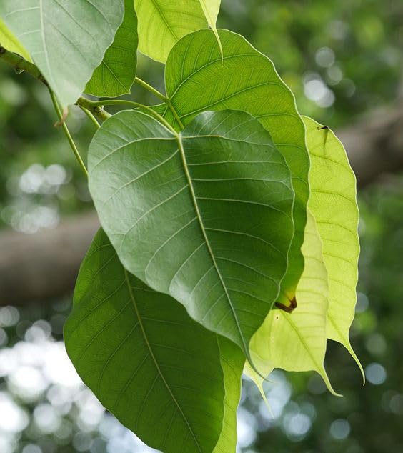 Peepal Tree Sacred Fig Bodhi Bo Ashwattha Pipal Ficus Religiosa ...