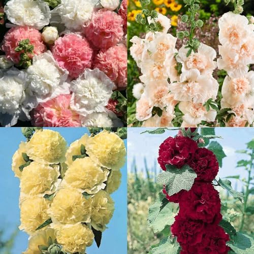 Amazon.com : 400+ Mix Hollyhock Seeds for Planting (Alcea Rosea ...