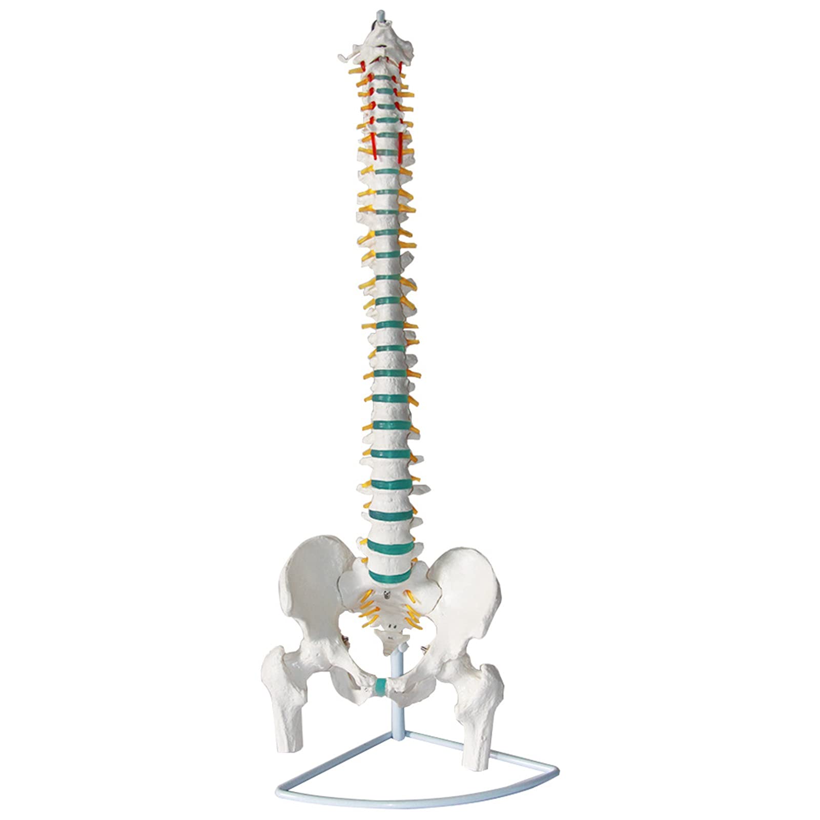 Life Size Spinal Cord Model With Vertebrae Nerves Arteries Lumbar ...