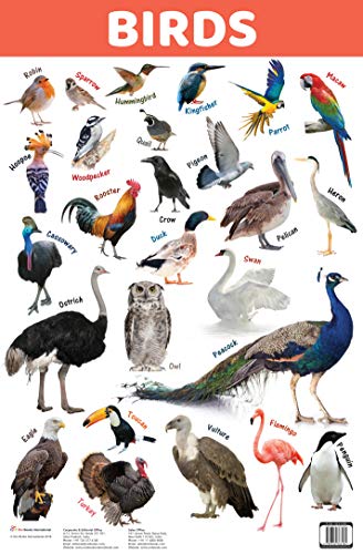 Buy Charts: Birds Charts (Educational Charts for kids) Online at Lowest ...