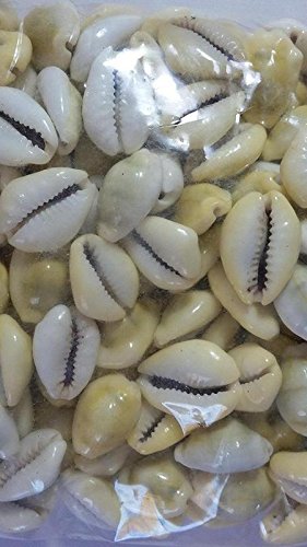 Buy Shree Charbuja Mahalaxmi yellow cowry Kawdi yellow Cowrie peeli ...