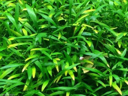 Amazon.com: Cryptocoryne Parva Crypt Parva Live Aquarium Plant ...