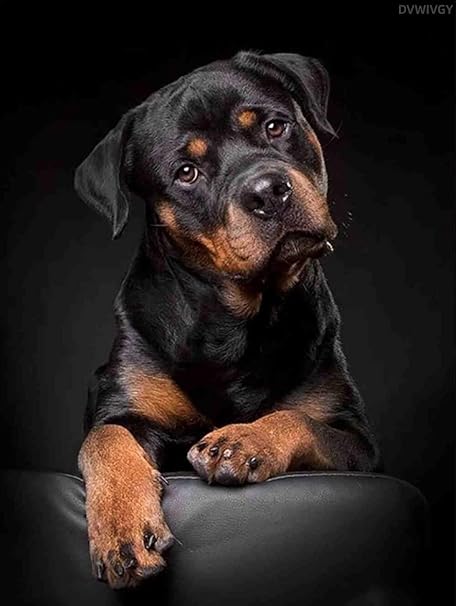Amazon.com: Cute Rottweiler Jigsaw Puzzle - 1000 Pieces for Adults ...