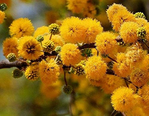 SHOP 360 GARDEN Acacia Farnesiana/Sweet Acacia/Fragrant Perfume acacia ...