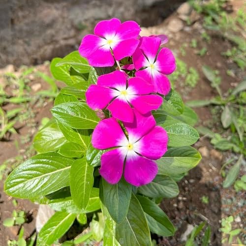 Sky Nursery Sadabahar Live plants | sadabahar flower plant | Sadabahar ...