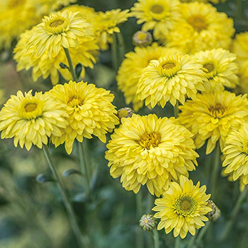Modern Plants Live Guldavari/Chrysanthemum Yellow Flower Ornamental ...