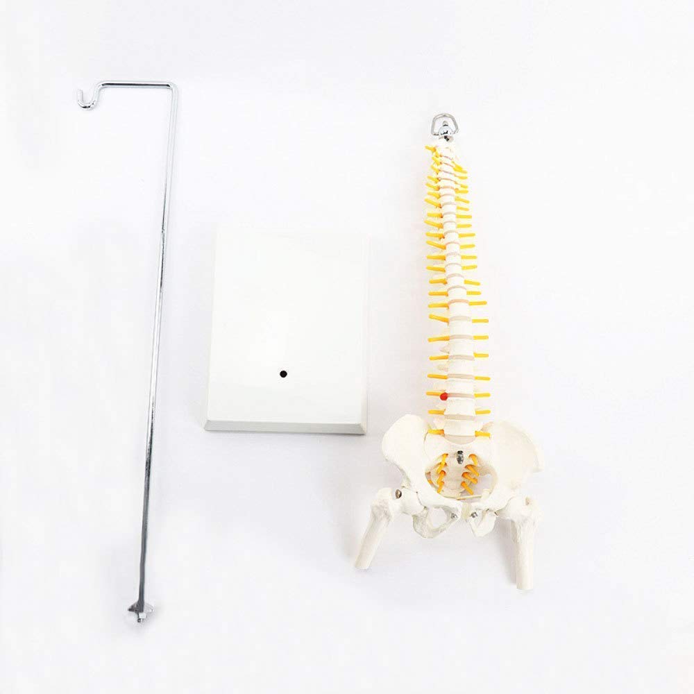 Buy Human Spine with Basin and Femur, Skeleton Collection Model of The ...
