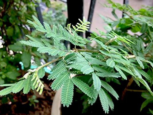 Buy Creative Farmer Shami - Plant (Vanni Maram) Shami Tree, Jand Plant ...