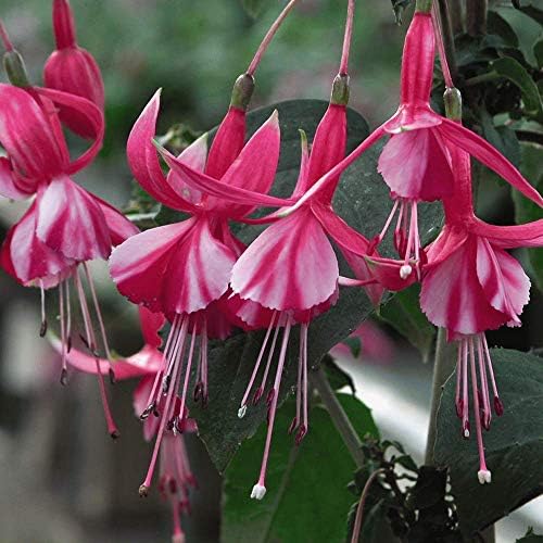 Fuchsia 'Pink Elephant', Low Maintenance, Half-Hardy Perennial, 5 ...