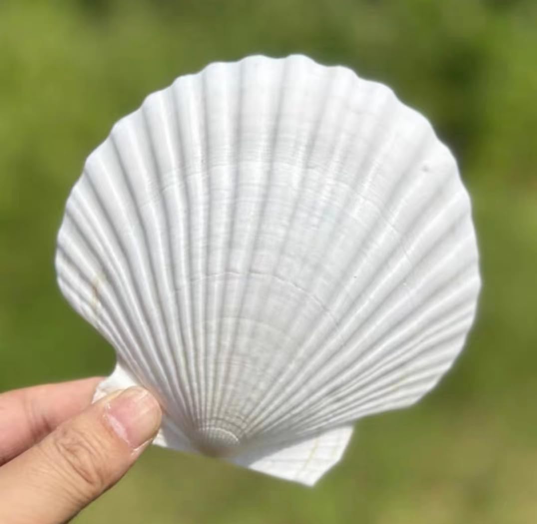 Amazon.com: Scallop Shells White Natural Seashell 8 PCS for DIY Craft ...