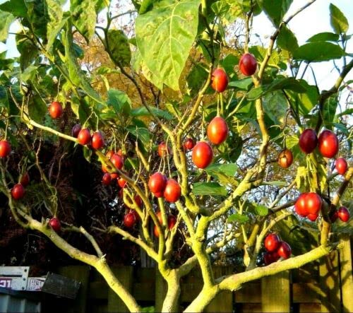 Tamarillo Continente - FICA