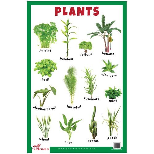 Buy Plants - Thick Laminated Primary Chart Book Online at Low Prices in ...