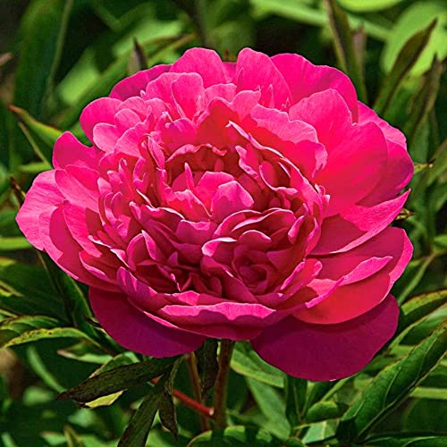 Peonia: Coltivazione, Informazioni, Curiosità e Cura della Paeonia