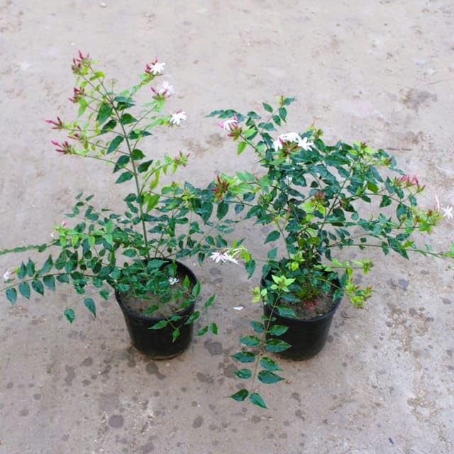 Set of 2 - Kund Bel Flower Star Jasmine white in 6 Inch Nursery Plant ...